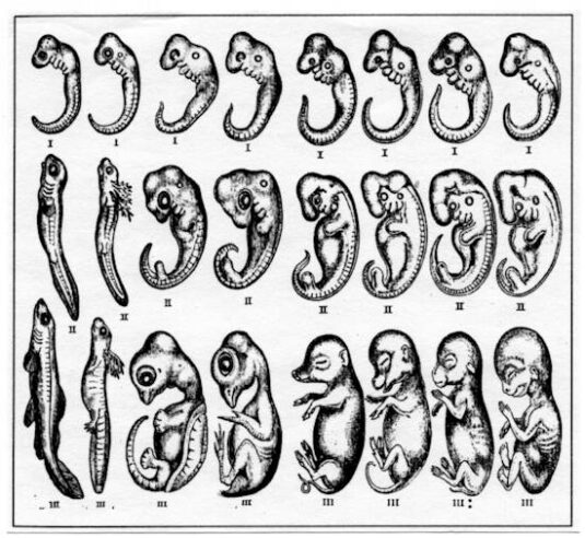Transitional Species | adefenceofthebible.com