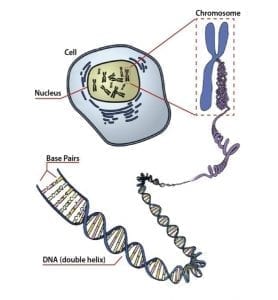 DNA Confirms the Bible | adefenceofthebible.com